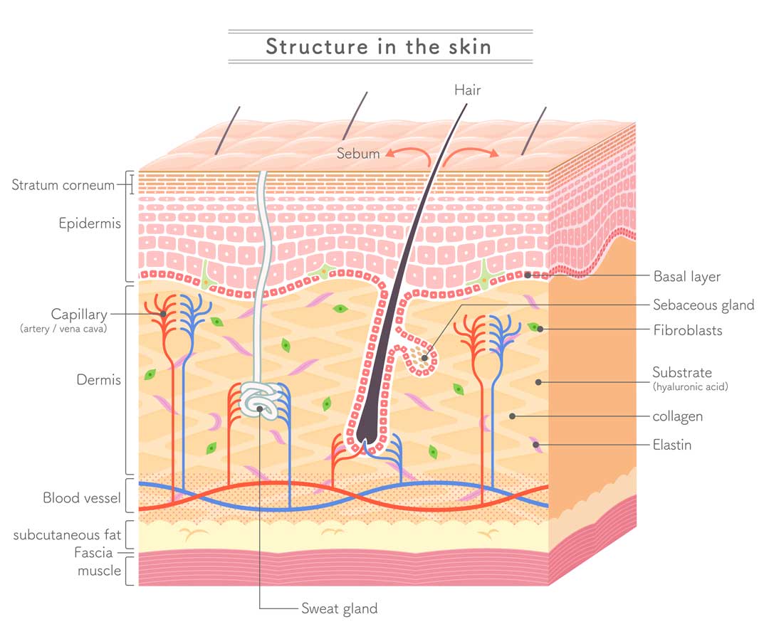 Collagen Electrophoresis – An Effective Method For Skin Rejuvenation